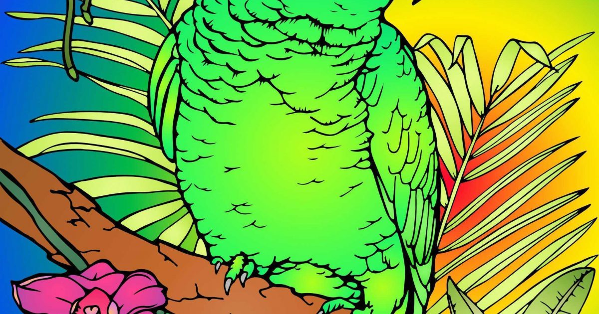 Recolor | 5 Colorful Things You Didn't Know About Tropical Forests!